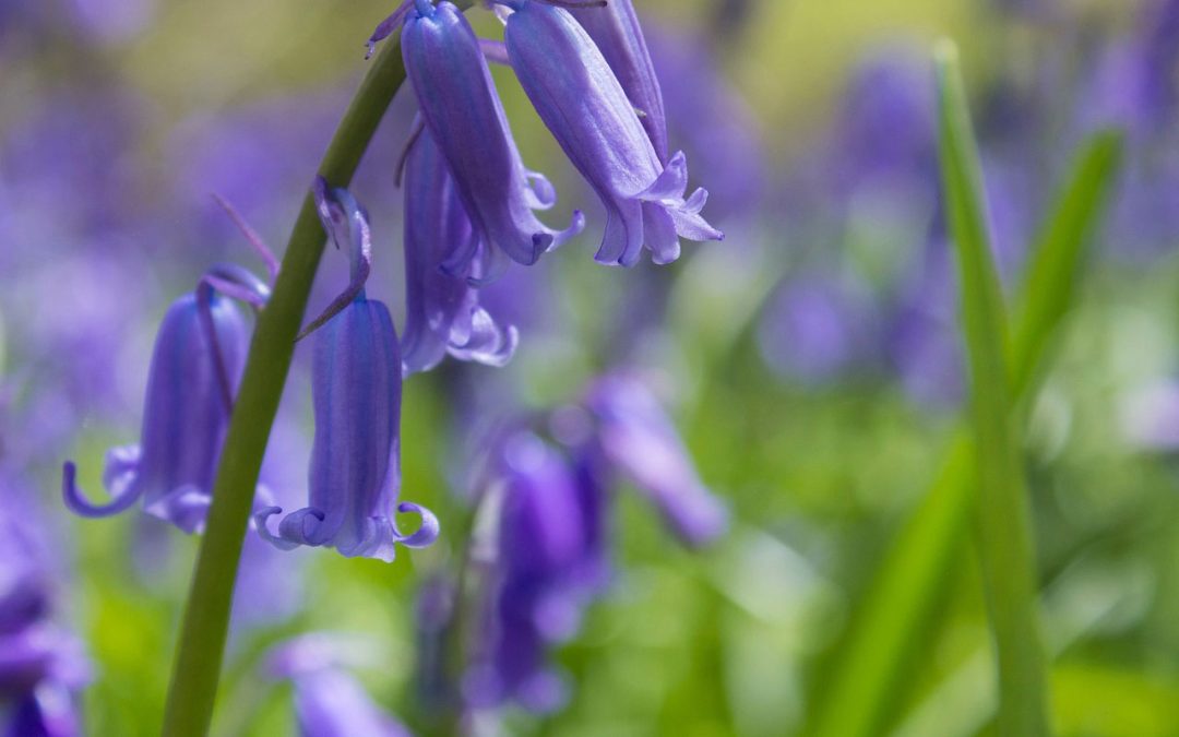 bluebells - Gorwell Farm